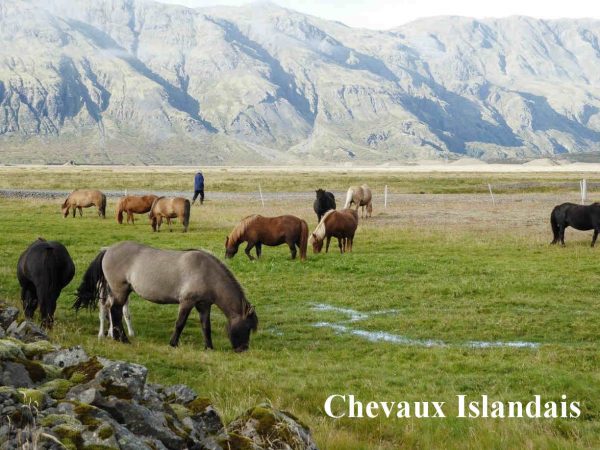 Fourchette pourrie du cheval, comprendre pour mieux agir - Etik Natura