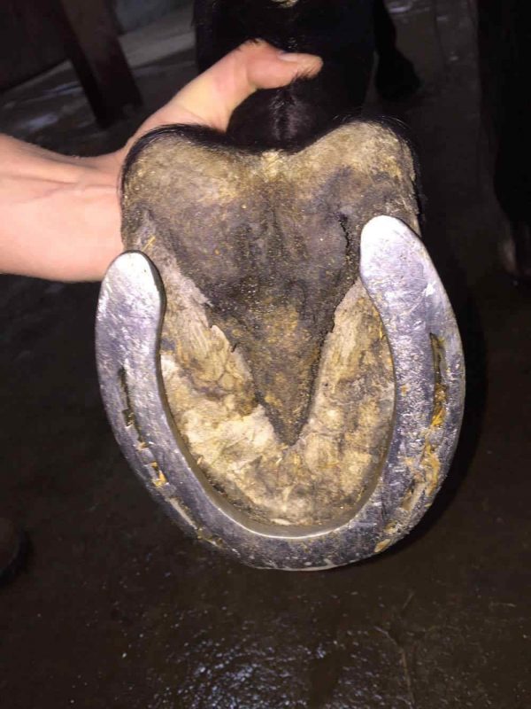 Fourchette pourrie du cheval, comprendre pour mieux agir - Etik Natura