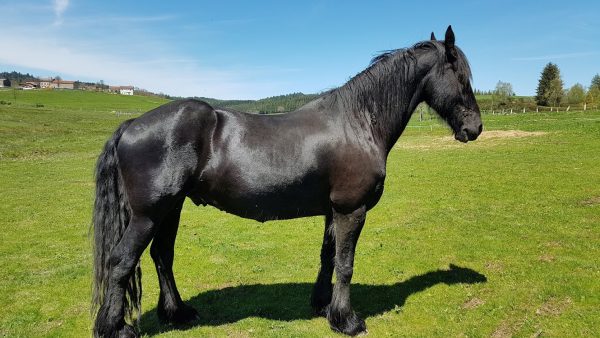 Sarcoïde du cheval... Un traitement naturel - Le blog Etik Natura