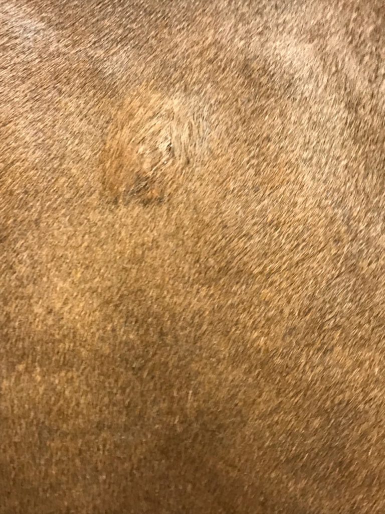 Sarcoïde du cheval... Un traitement naturel - Le blog Etik Natura