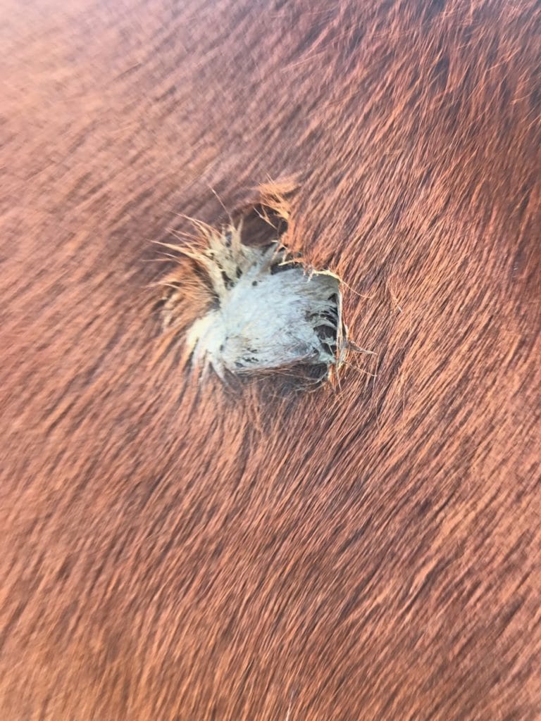 Sarcoïde du cheval... Un traitement naturel - Le blog Etik Natura