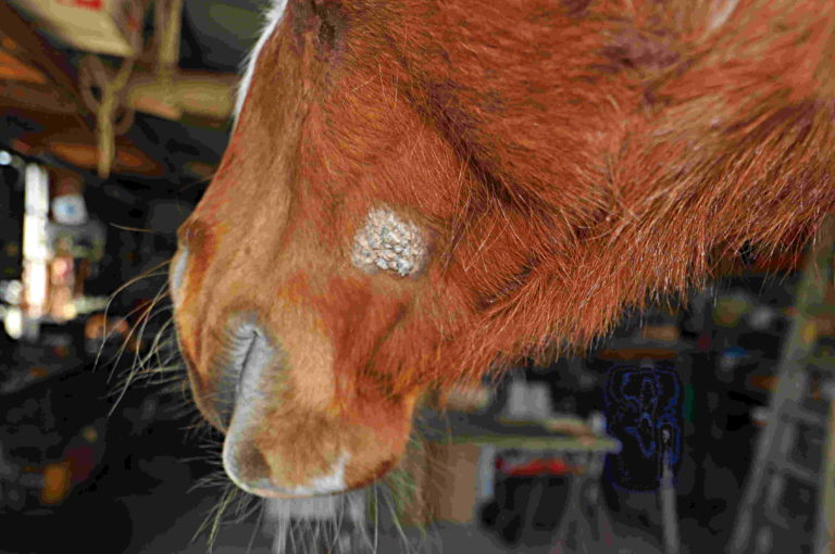 Sarcoïde du cheval... Un traitement naturel - Le blog Etik Natura