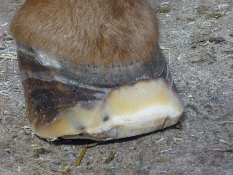 Fourbure du cheval : comprendre pour mieux prévenir