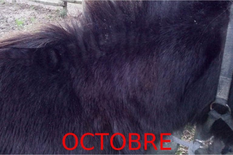 Dermite estivale du cheval: Dermite Protec, efficace et naturel