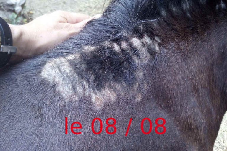 Dermite estivale du cheval: Dermite Protec, efficace et naturel